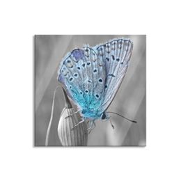 Pixxprint Glasbild wunderschöner blauer Schmetterling