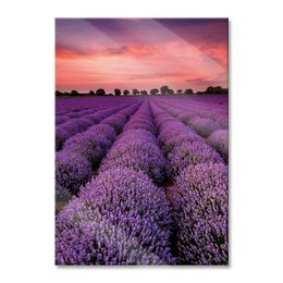 Pixxprint Glasbild Wunderschöne Lavendel Provence