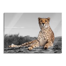Pixxprint Glasbild prächtiger Gepard in Savanne
