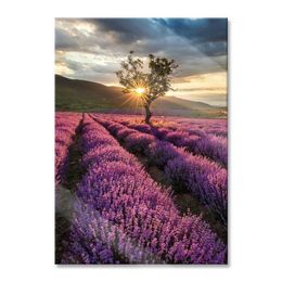 Pixxprint Glasbild Lavendel Provence mit Baum
