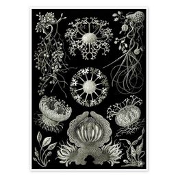 Posterlounge Poster Ernst Haeckel