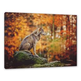 Pixxprint Leinwandbild Wolf sitzt auf einem Stein im Herbstwald