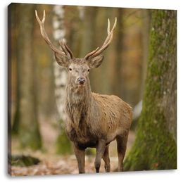 Pixxprint Leinwandbild Schöner Hirsch im Wald