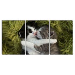 Pixxprint Leinwandbild Katze Haustier Mietz Kätzchen Schmusekatze schnurren Kuscheln