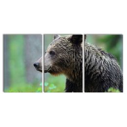 Pixxprint Leinwandbild Bär Braunbär klein Wald Zoo Jungtier Junges