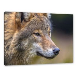 Pixxprint Leinwandbild Porträt des europäischen Wolfes