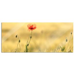 Pixxprint Glasbild Wunderschöne Mohnblume im Feld