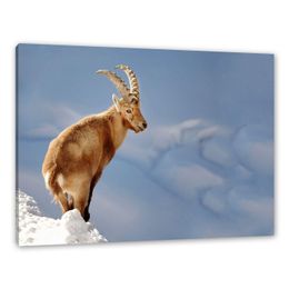 Pixxprint Leinwandbild Steinbock im Schnee