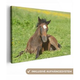 OneMillionCanvasses® OneMillionCanvasses® Leinwandbild Pferde