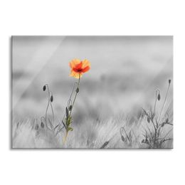 Pixxprint Glasbild Rote Mohnblume im Feld