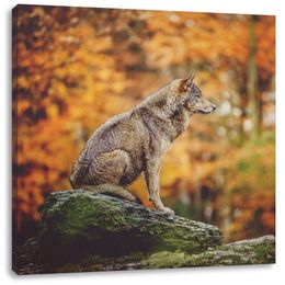 Pixxprint Leinwandbild Wolf sitzt auf einem Stein im Herbstwald