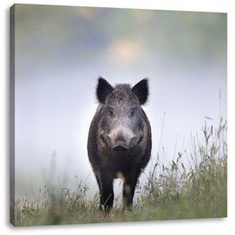 Pixxprint Leinwandbild Wildschweinauf einer Wiese im Nebel