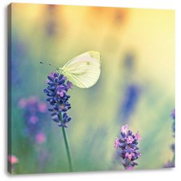 Pixxprint Leinwandbild Schmetterling auf Lavendel