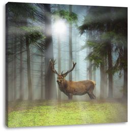 Pixxprint Leinwandbild Hirsch auf Waldlichtung Sonnenstrahlen
