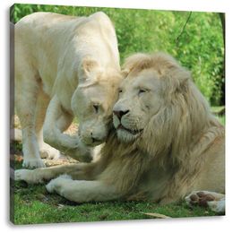 Pixxprint Leinwandbild verliebtes Löwenpaar
