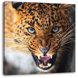 Pixxprint Leinwandbild Fauchender Leopard