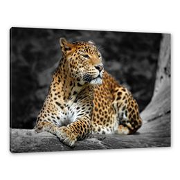 Pixxprint Leinwandbild Wunderschöner Leopard in der Natur