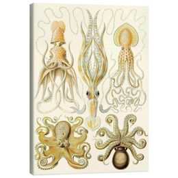 Posterlounge Leinwandbild Ernst Haeckel