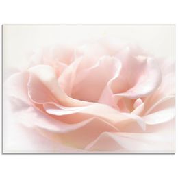 Glasbild Artland "Rose I" Bilder Gr. B/H: 80 cm x 60 cm, Glasbild Blumen Querformat, 1 St., pink Glasbilder