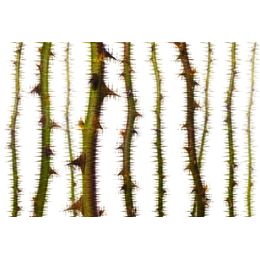 ARCHITECTS PAPER Fototapete "Atelier 47 Blurred Thorns 2" Tapeten Gr. B/L: 4 m x 2,7 m, grün (dunkelgrün, weiß, dunkelbraun) Fototapeten Natur