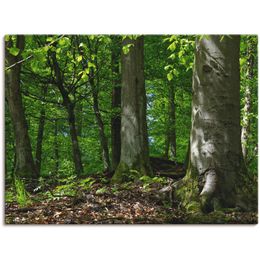 Leinwandbild Artland "Frühling im Buchenwald" Bilder Gr. B/H: 80 cm x 60 cm, Wald, 1 St., grün Leinwandbilder