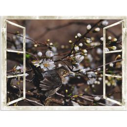 Wandbild Artland "Fensterblick - Kirschblüten mit Amsel" Bilder Gr. B/H: 120 cm x 90 cm, Alu-Dibond-Druck Vögel, 1 St., schwarz Kunstdrucke