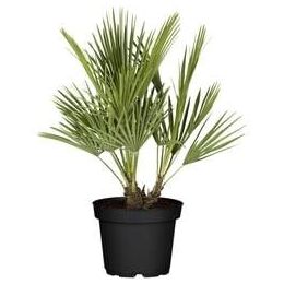 Pflanzen Zwergpalme Chamaerops Humilis H ca 80 cm 21 cm Topf