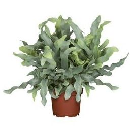 Pflanzen Blaufarn Phlebodium H ca. 60 cm 17 cm Topf