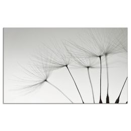 Küchenrückwand Artland "Pusteblumen-Samen I" Spritzschutzwände Gr. B/H: 90 cm x 55 cm, grau Küchendekoration