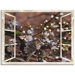 Wandbild Artland "Fensterblick - Kirschblüten mit Amsel" Bilder Gr. B/H: 80 cm x 60 cm, Leinwandbild Vögel, 1 St., schwarz Kunstdrucke