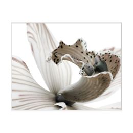 Bild queence "Herkules" Bilder Gr. B/H: 60 cm x 50 cm, Wandbild Blumen Querformat, weiß Kunstdrucke Rosen, gerahmt