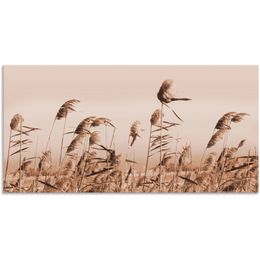 Wandbild Artland "Gräser" Bilder Gr. B/H: 150 cm x 75 cm, Alu-Dibond-Druck Gräser, 1 St., beige (natur) Kunstdrucke