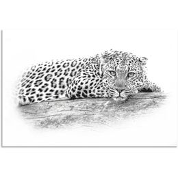 Wandbild Artland "Leopard High Key Optik" Bilder Gr. B/H: 90 cm x 60 cm, Alu-Dibond-Druck Wildtiere Querformat, 1 St., schwarz Kunstdrucke