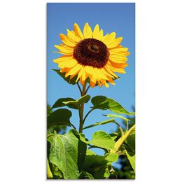 Glasbild Artland "Große Sonnenblume" Bilder Gr. B/H: 50 cm x 100 cm, Glasbild Blumen Hochformat, 1 St., beige (naturfarben) Glasbilder