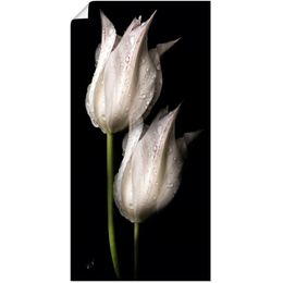 Wandbild Artland "Weiße Tulpen in der Nacht" Bilder Gr. B/H: 75 cm x 150 cm, Poster Blumenbilder Hochformat, 1 St., schwarz Kunstdrucke