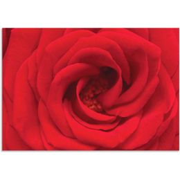 Wandbild Artland "Rote Rose" Bilder Gr. B/H: 100 cm x 70 cm, Alu-Dibond-Druck Blumen, 1 St., rot Kunstdrucke