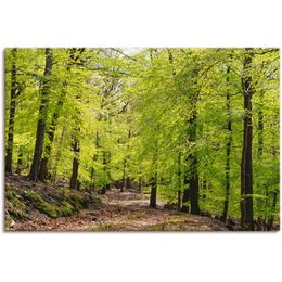 Wandbild Artland "Die Buchen im Frühling" Bilder Gr. B/H: 90 cm x 60 cm, Leinwandbild Wald, 1 St., grün Kunstdrucke