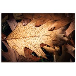 Leinwandbild Artland "Herbstblatt mit Regentropfen" Bilder Gr. B/H: 90 cm x 60 cm, Blätterbilder Querformat, 1 St., braun Leinwandbilder
