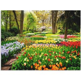 Wandbild Artland "Tulpen Garten Frühling" Bilder Gr. B/H: 120 cm x 90 cm, Alu-Dibond-Druck Blumenwiese Querformat, 1 St., bunt Kunstdrucke