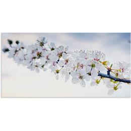 Alu-Dibond-Druck Artland "weißer Kirschblüten Zweig" Bilder Gr. B/H: 100 cm x 50 cm, Baumbilder Querformat, 1 St., weiß Metallbilder