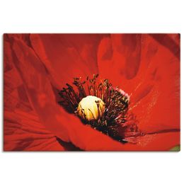 Wandbild Artland "Roter Mohn" Bilder Gr. B/H: 90 cm x 60 cm, Leinwandbild Blumen Querformat, 1 St., rot Kunstdrucke