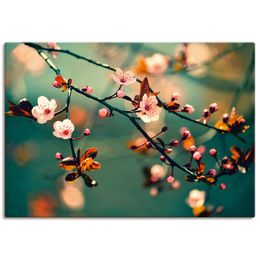 Wandbild Artland "Japanische Kirsch Sakura Blumen" Bilder Gr. B/H: 100 cm x 70 cm, Leinwandbild Blumen Querformat, 1 St., blau Kunstdrucke