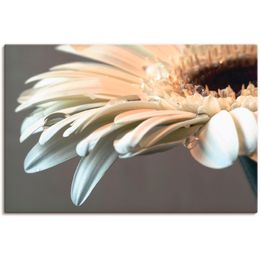 Wandbild Artland "Blüte einer Gerbera" Bilder Gr. B/H: 90 cm x 60 cm, Leinwandbild Blumen, 1 St., weiß Kunstdrucke