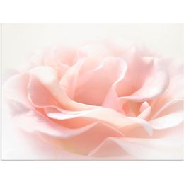 Wandbild Artland "Rose I" Bilder Gr. B/H: 80 cm x 60 cm, Alu-Dibond-Druck Blumen Querformat, 1 St., pink Kunstdrucke