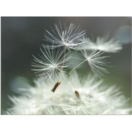 Wandbild Artland "Pusteblume Facility" Bilder Gr. B/H: 80 cm x 60 cm, Alu-Dibond-Druck Blumen, 1 St., weiß Kunstdrucke