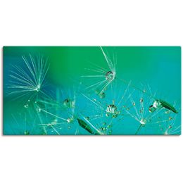 Wandbild Artland "Glitzernde Pustblumen mit Wassertropfen" Bilder Gr. B/H: 100 cm x 50 cm, Leinwandbild Blumen, 1 St., blau Kunstdrucke