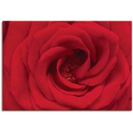 Wandbild Artland "Rote Rose" Bilder Gr. B/H: 100 cm x 70 cm, Leinwandbild Blumen, 1 St., rot Kunstdrucke