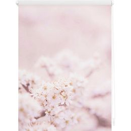 Seitenzugrollo Klemmfix Motiv Kirschblüten, LICHTBLICK ORIGINAL, Lichtschutz, ohne Bohren, freihängend, Klemmfix, bedruckt, rosa|weiß