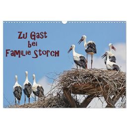 Zu Gast bei Familie Storch (Wandkalender 2024 DIN A3 quer), Calvendo Monatskalender