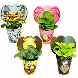 Lustiges Zimmerpflanzen Set Animals - 4 Pflanzen mit Tieren - ideal als Gastgeschenk für Kindergeburtstage - Exotenherz